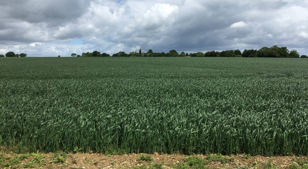 COFCO UK Grains Report – 16/03/2021 - COFCO